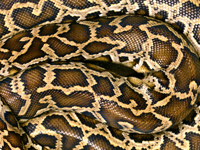 Coiling Python Around Hybrid Quantum Systems